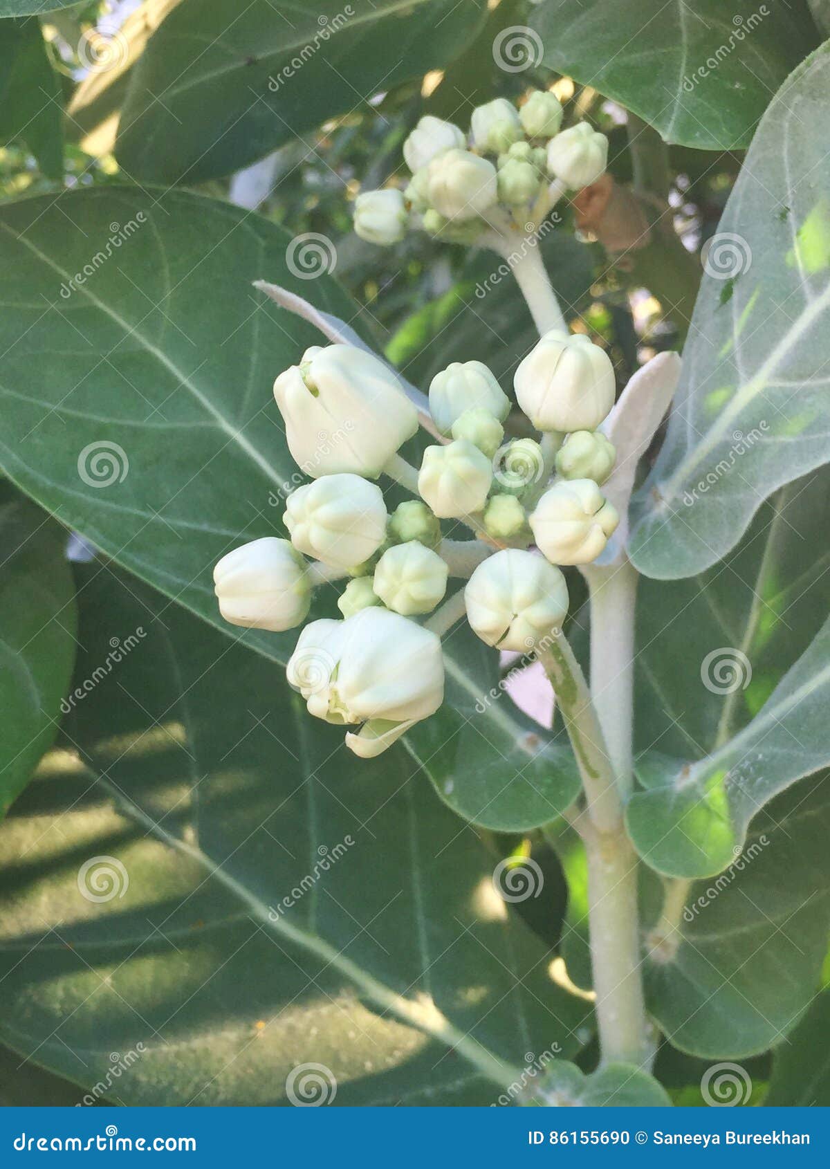Giant Crown flower stock photo. Image of thai, blossom - 86155690