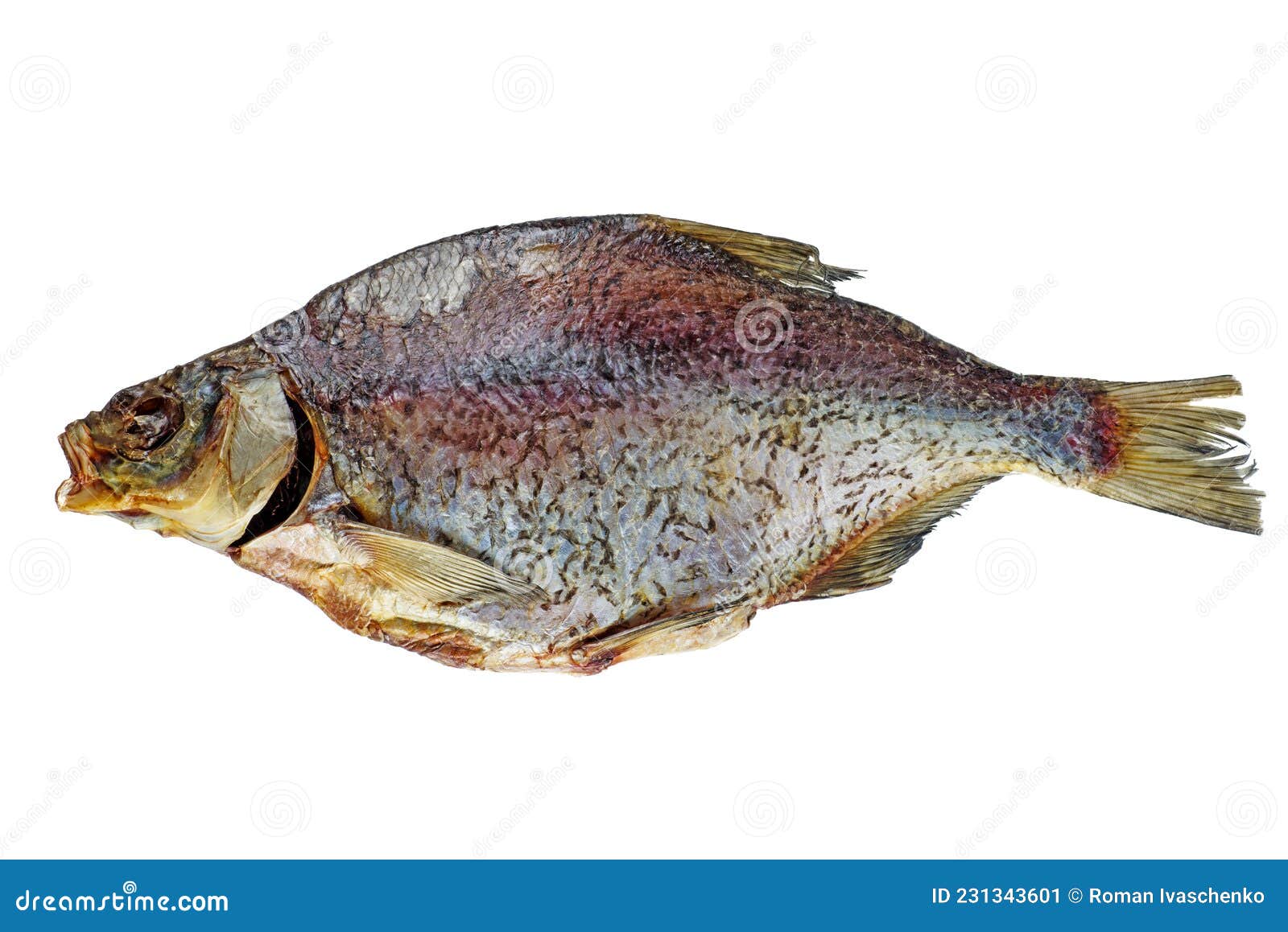 Giant Cured Bream Fish Isolated on a White Stock Image - Image of white ...