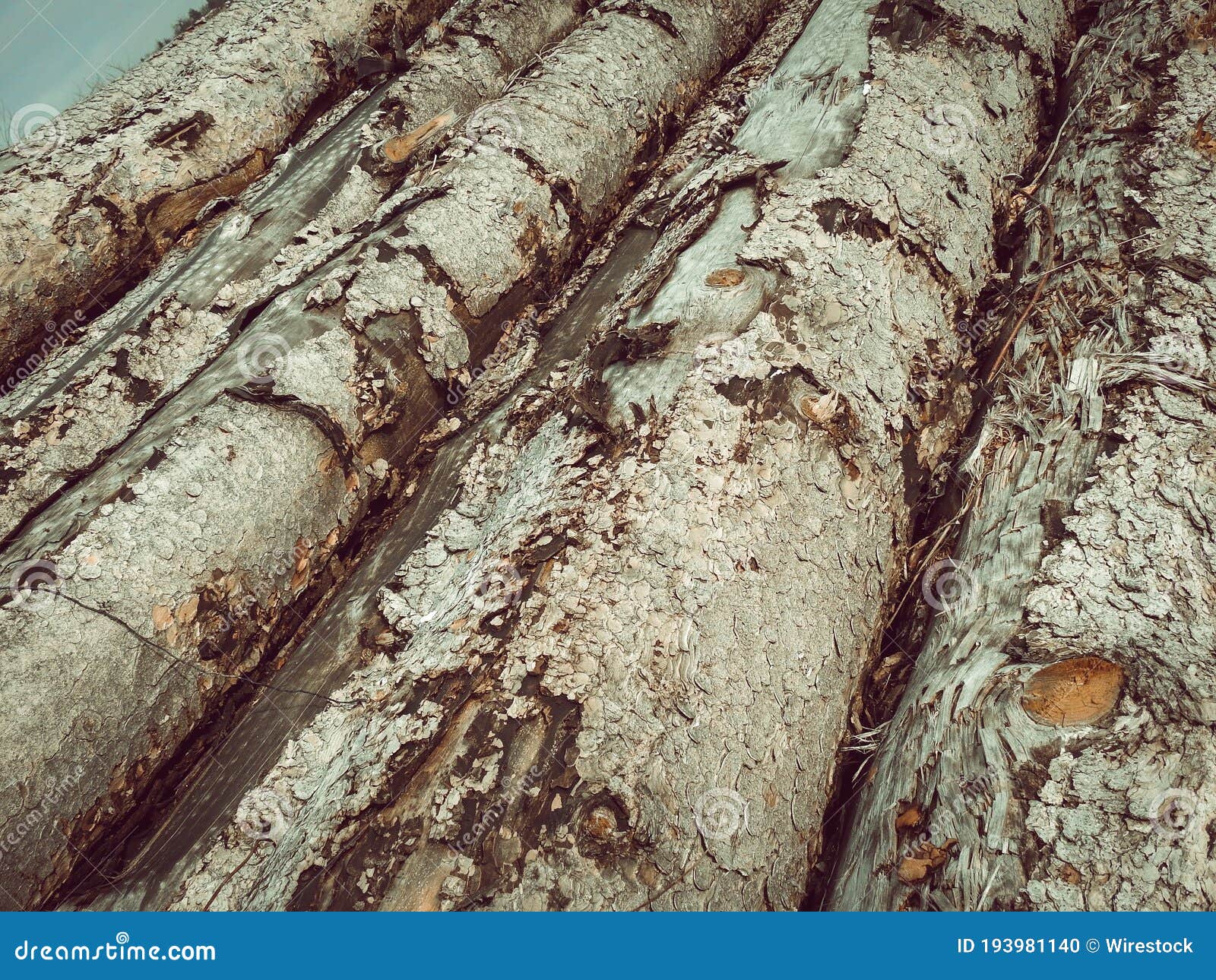 Giant Cut Trees in the Woods Stock Photo - Image of nature, woods ...