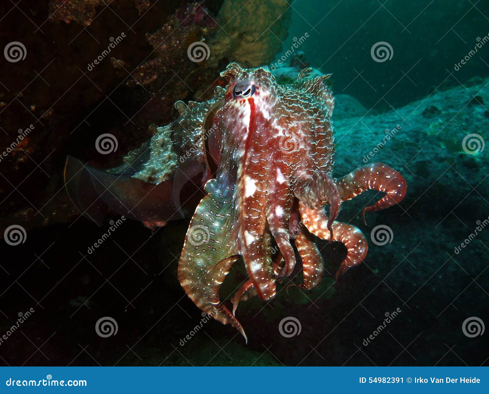 Giant Cuttlefish stock image. Image of giant, underwater - 54982391