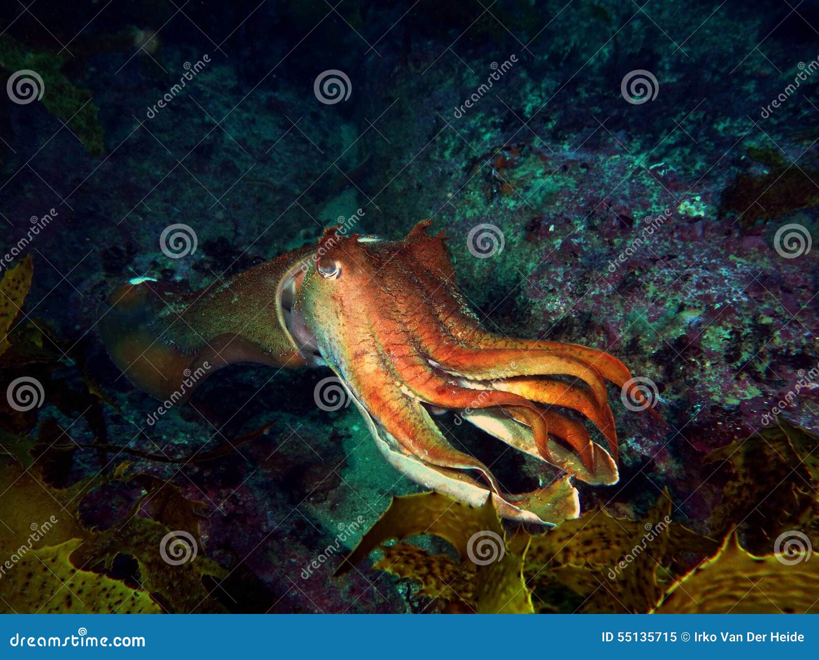 Giant Cuttlefish Royalty-Free Stock Photography | CartoonDealer.com ...