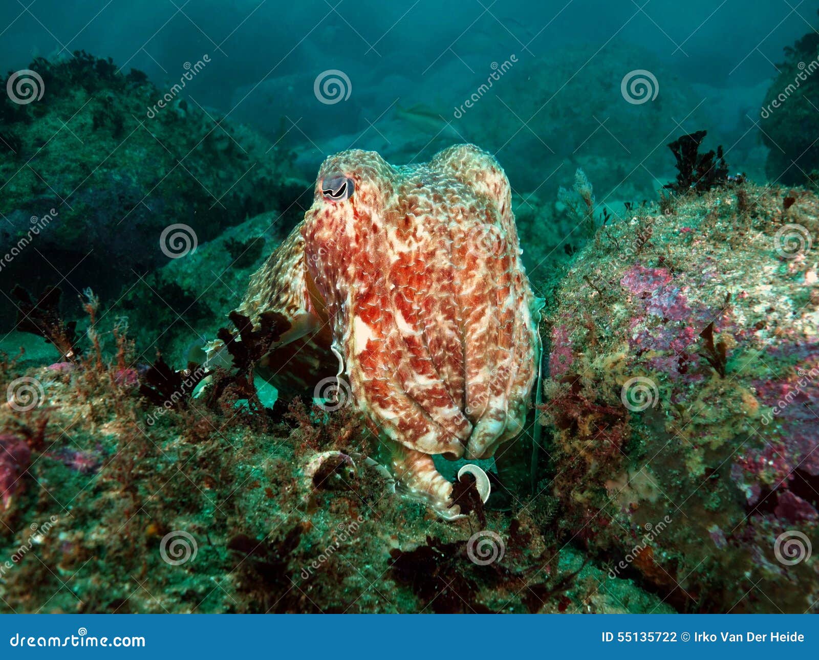 Giant Cuttlefish stock photo. Image of underwater, giant - 55135722