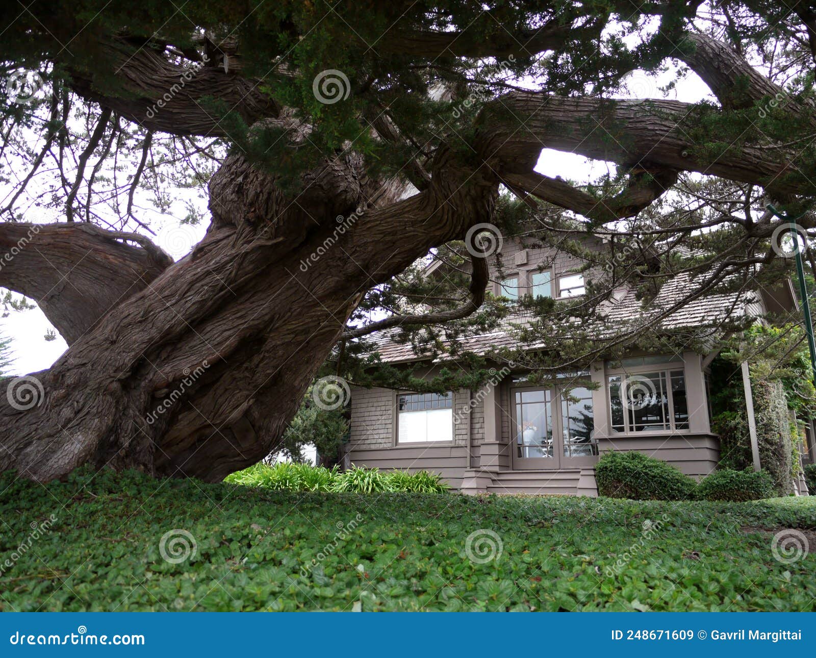 Giant Cypress Tree Dwarfing Small House Stock Image - Image of giant ...