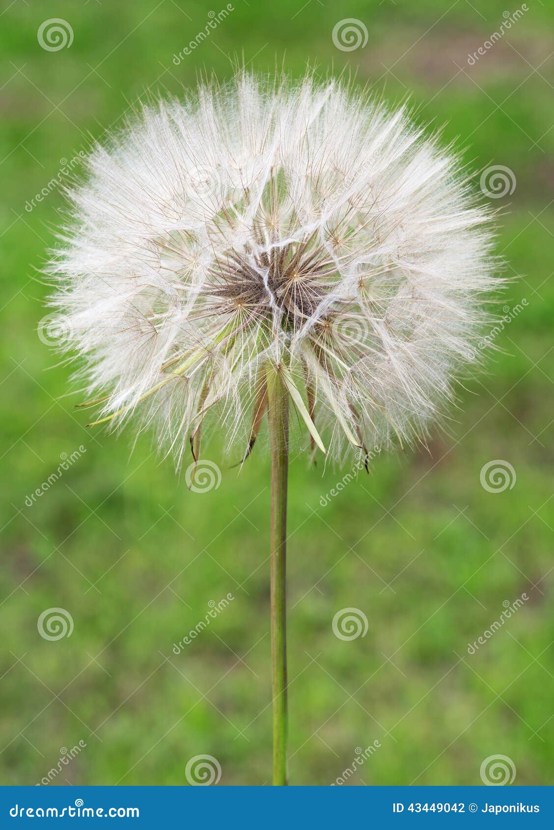 Giant dandelion close up stock photo. Image of botanic - 43449042