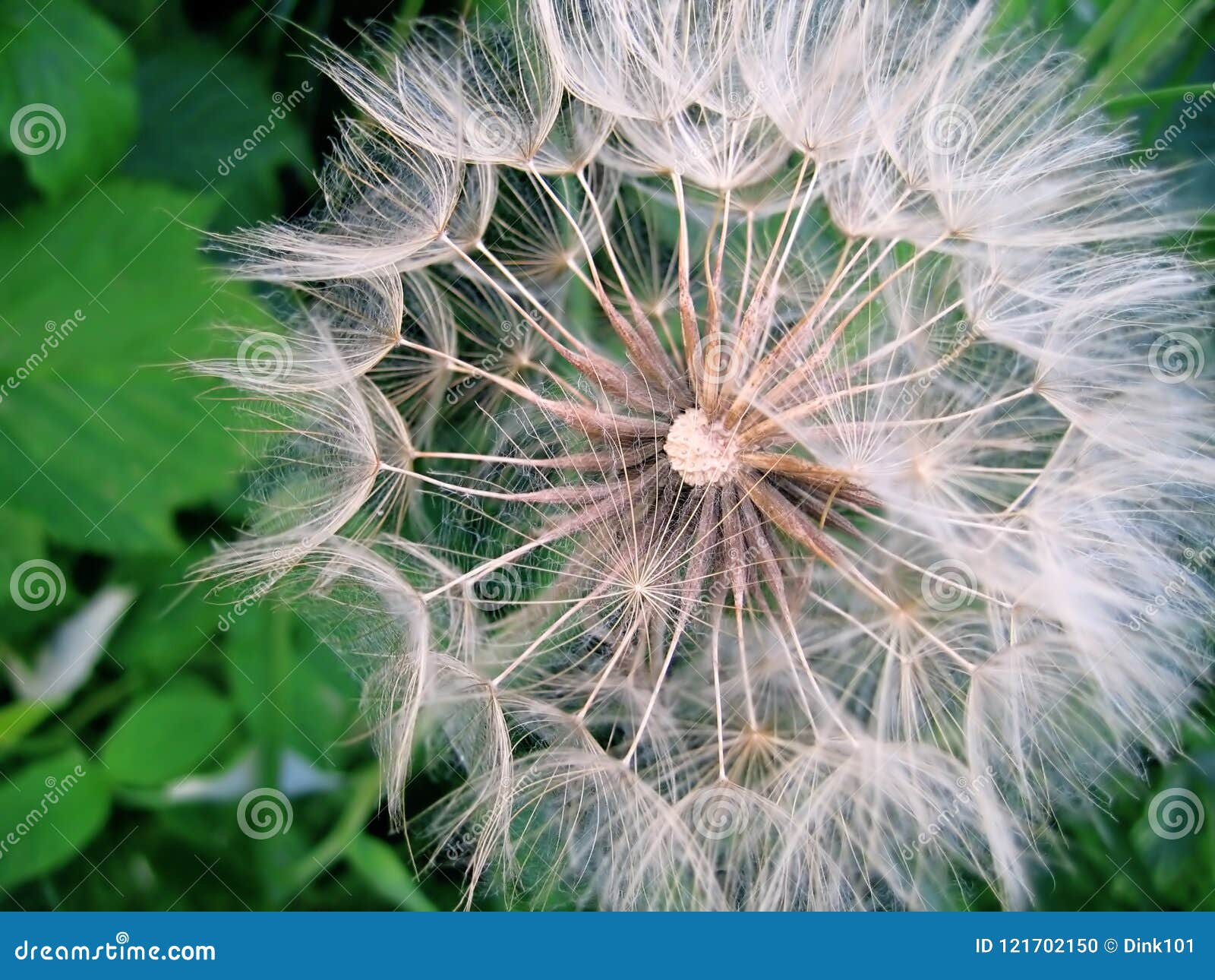Giant dandelion, close-up stock photo. Image of beautiful - 121702150