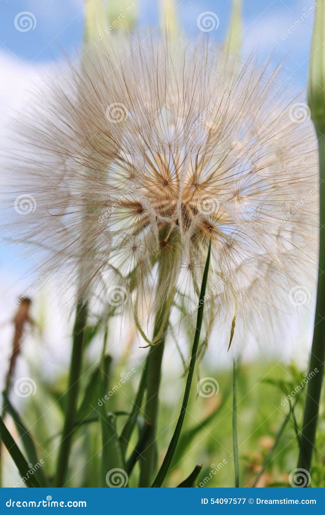 Giant dandelion stock image. Image of giant, close, shot - 54097577