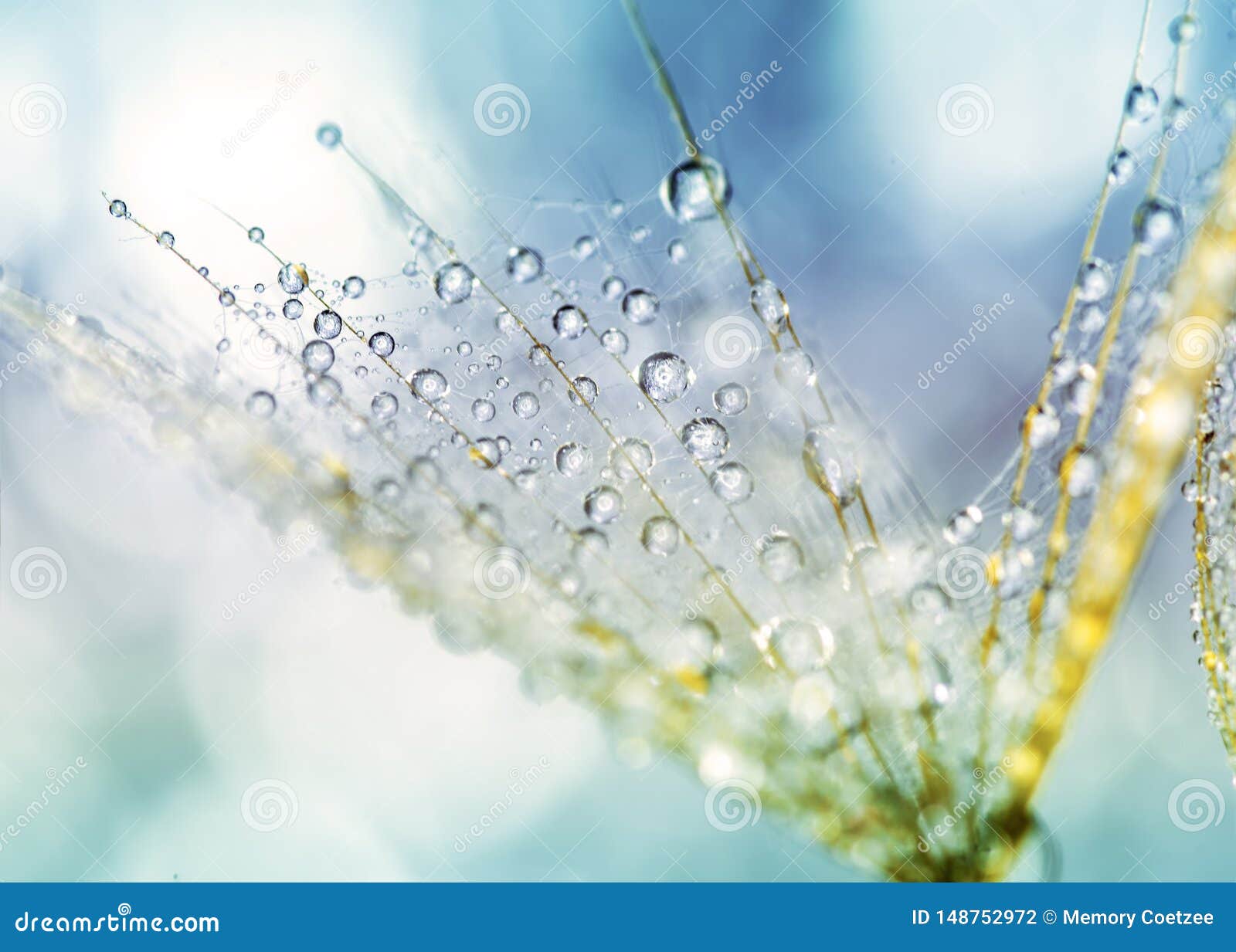 Giant Dandelion Gold stock photo. Image of dandelion - 148752972