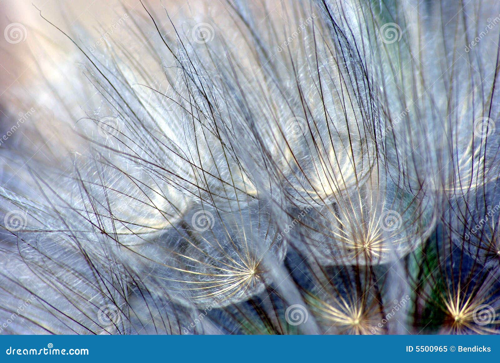 Giant Dandelion Tendrils stock image. Image of umbrela - 5500965