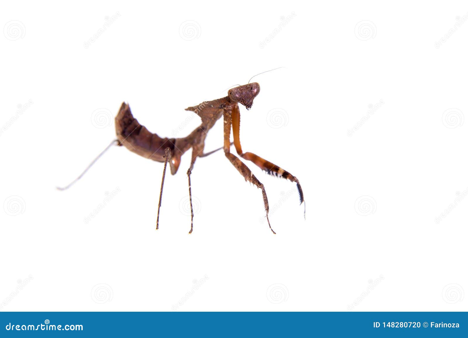 Giant Dead Leaf Mantis, Deroplatys Desiccata On White Stock Photo ...