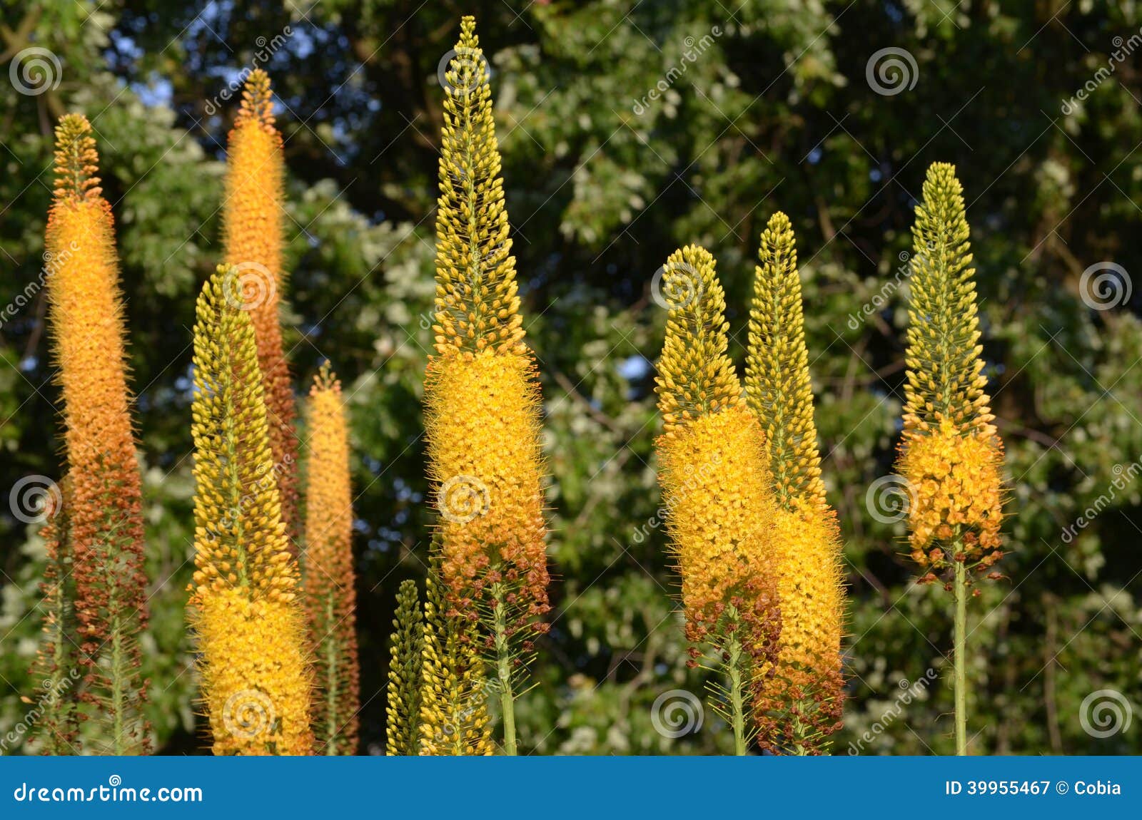 Giant Desert Candle (Eremurus Spec.) Stock Image - Image of bulbs ...