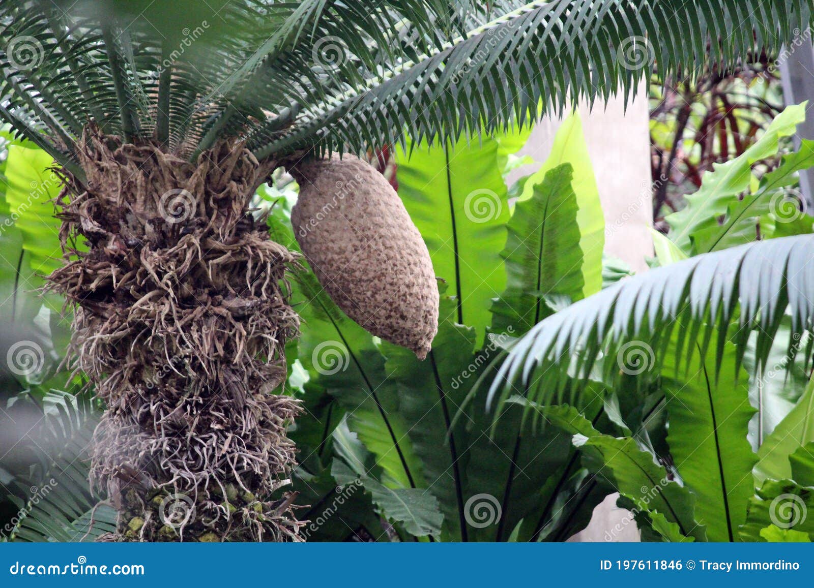 A Giant Doon Cycad Tree with a Large Seed Cone Growing at the Top of ...