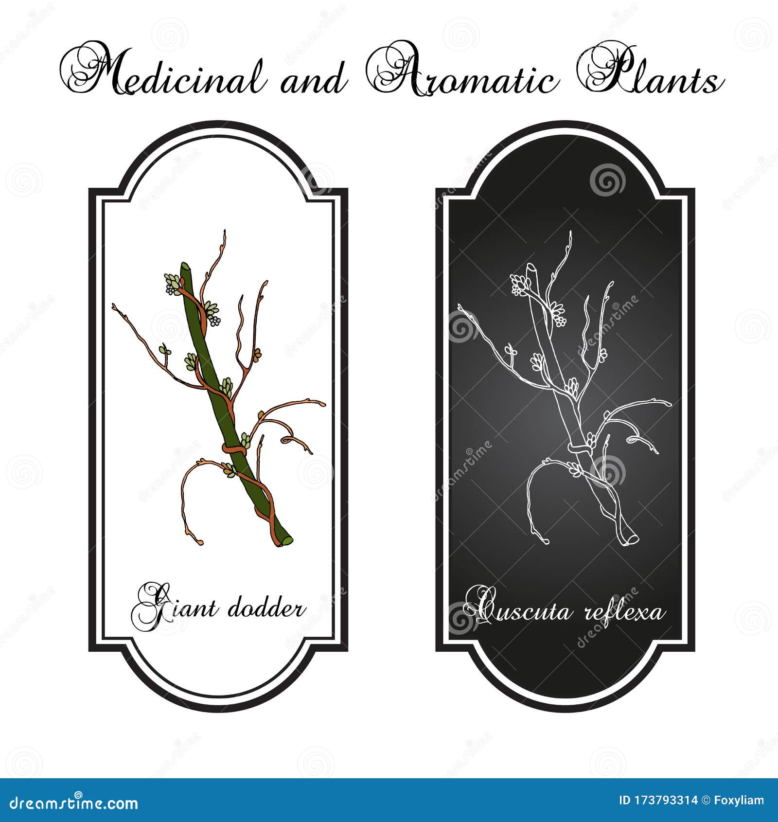 Giant Dodder Cuscuta Reflexa , Medicinal Plant Stock Vector ...