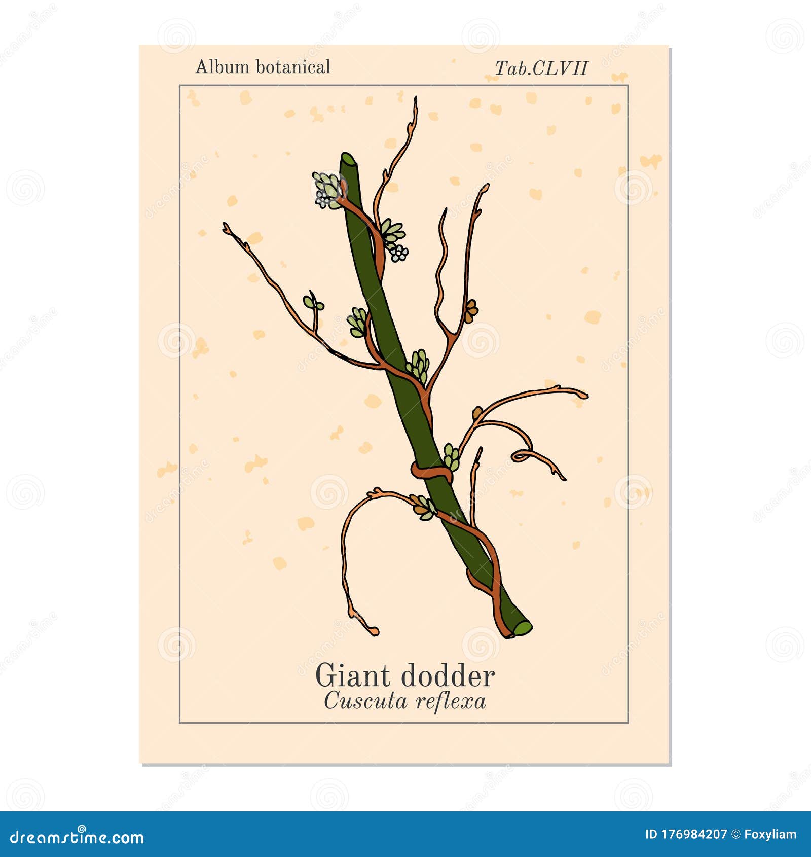 Giant Dodder Cuscuta Reflexa , Medicinal Plant Stock Vector ...