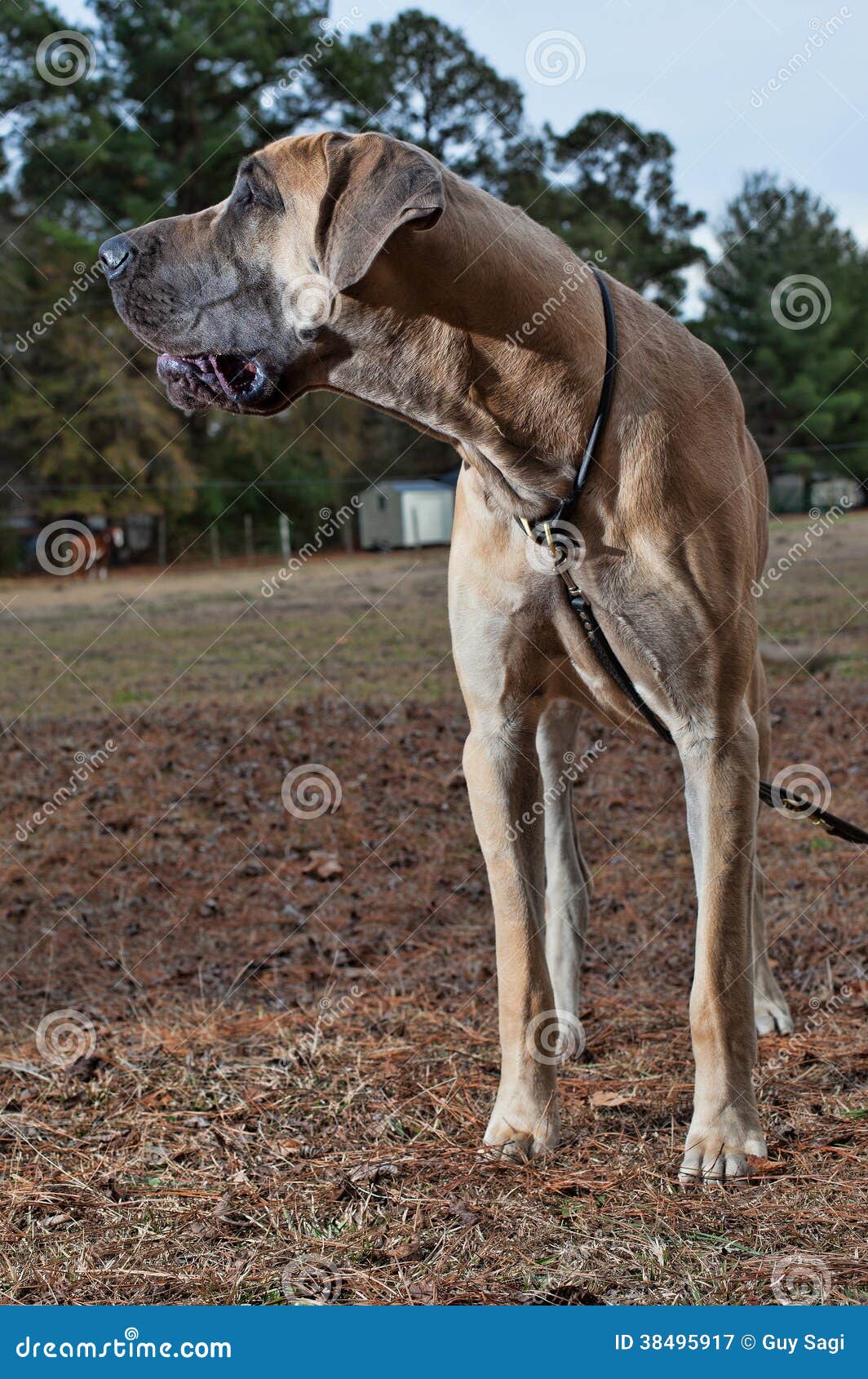 Giant Dog stock image. Image of grass, ears, leash, green - 38495917
