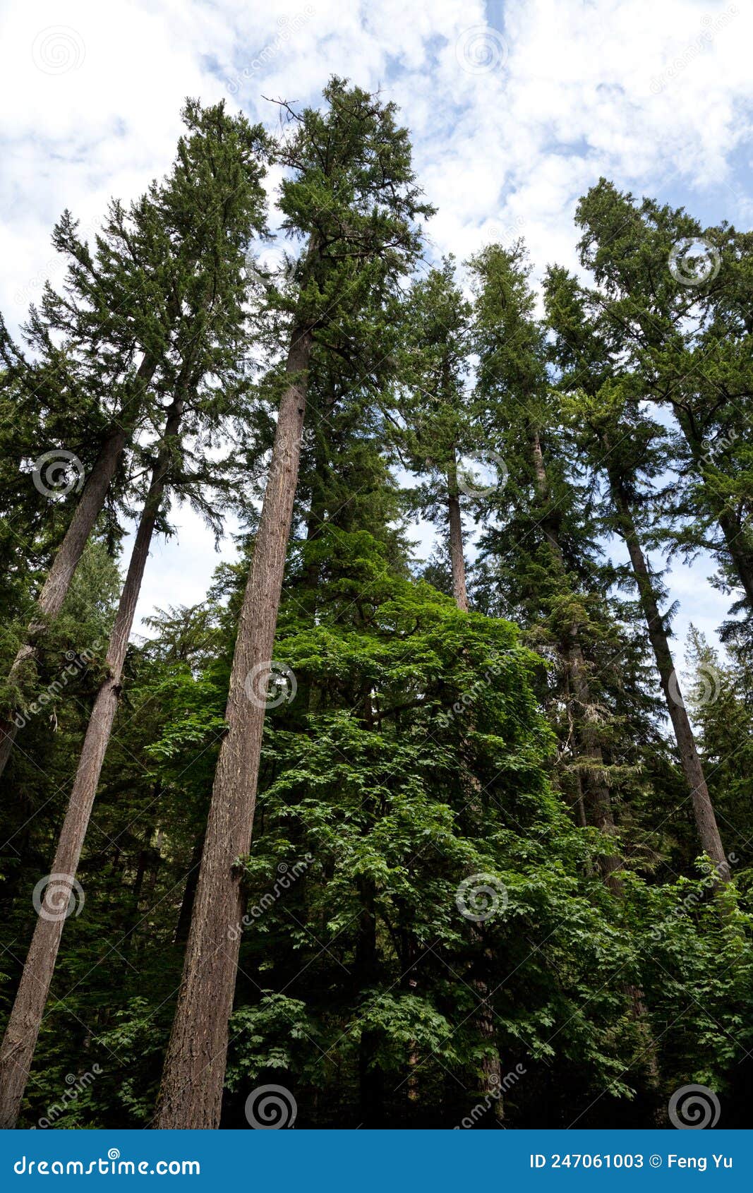 Giant Douglas fir trees stock image. Image of large - 247061003