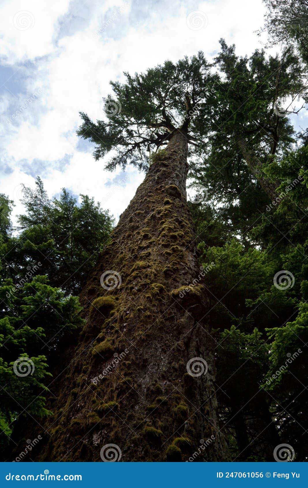 Giant Douglas Fir Trees Stock Photography | CartoonDealer.com #286241864