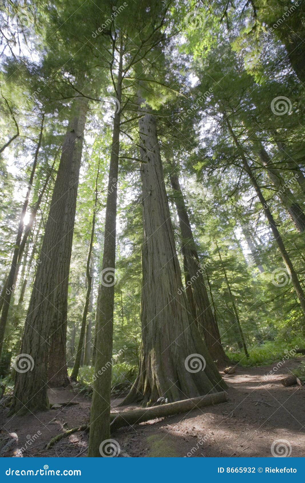 Temperate Rainforest Plants Coastal Redwood
