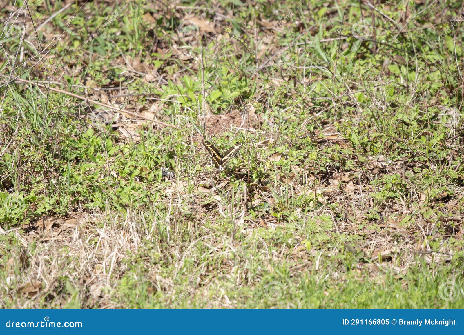 Giant Eastern Swallowtail Butterfly Stock Image - Image of flapping ...