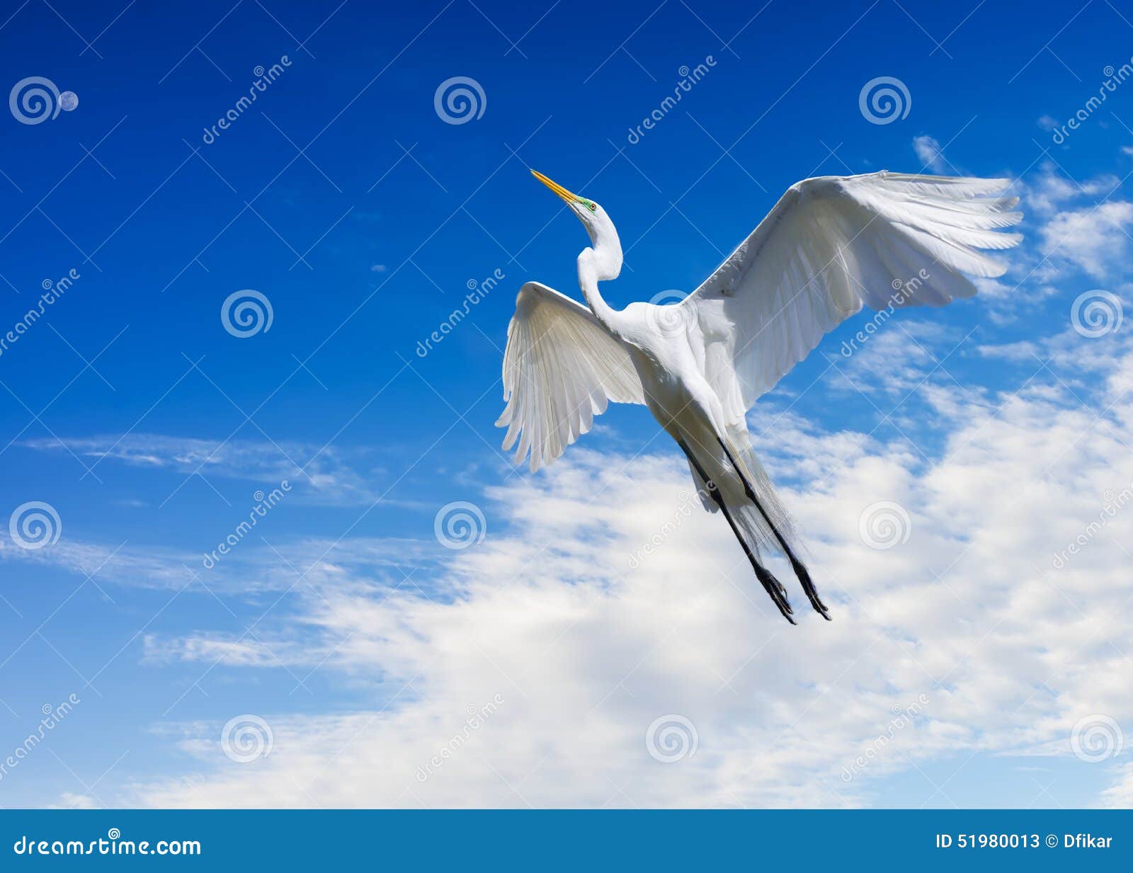 Giant Egret in Flight stock image. Image of flying, white - 51980013
