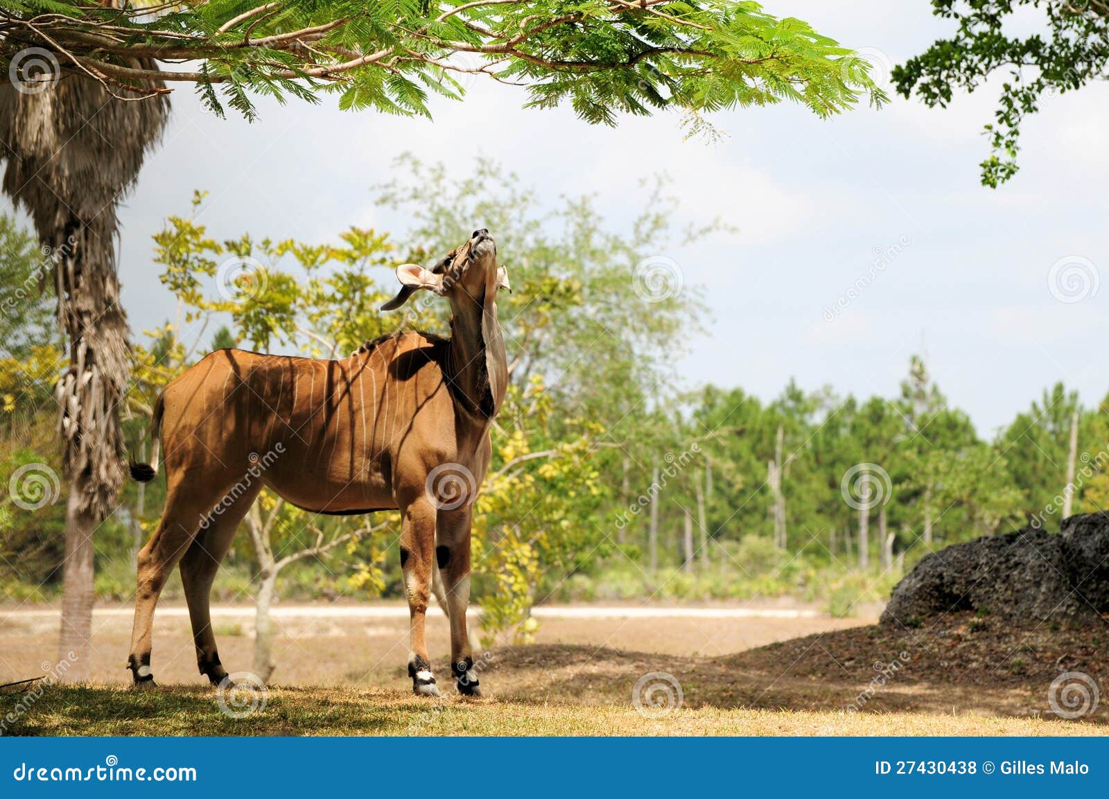Giant eland antelope stock photo. Image of animal, animals - 27430438