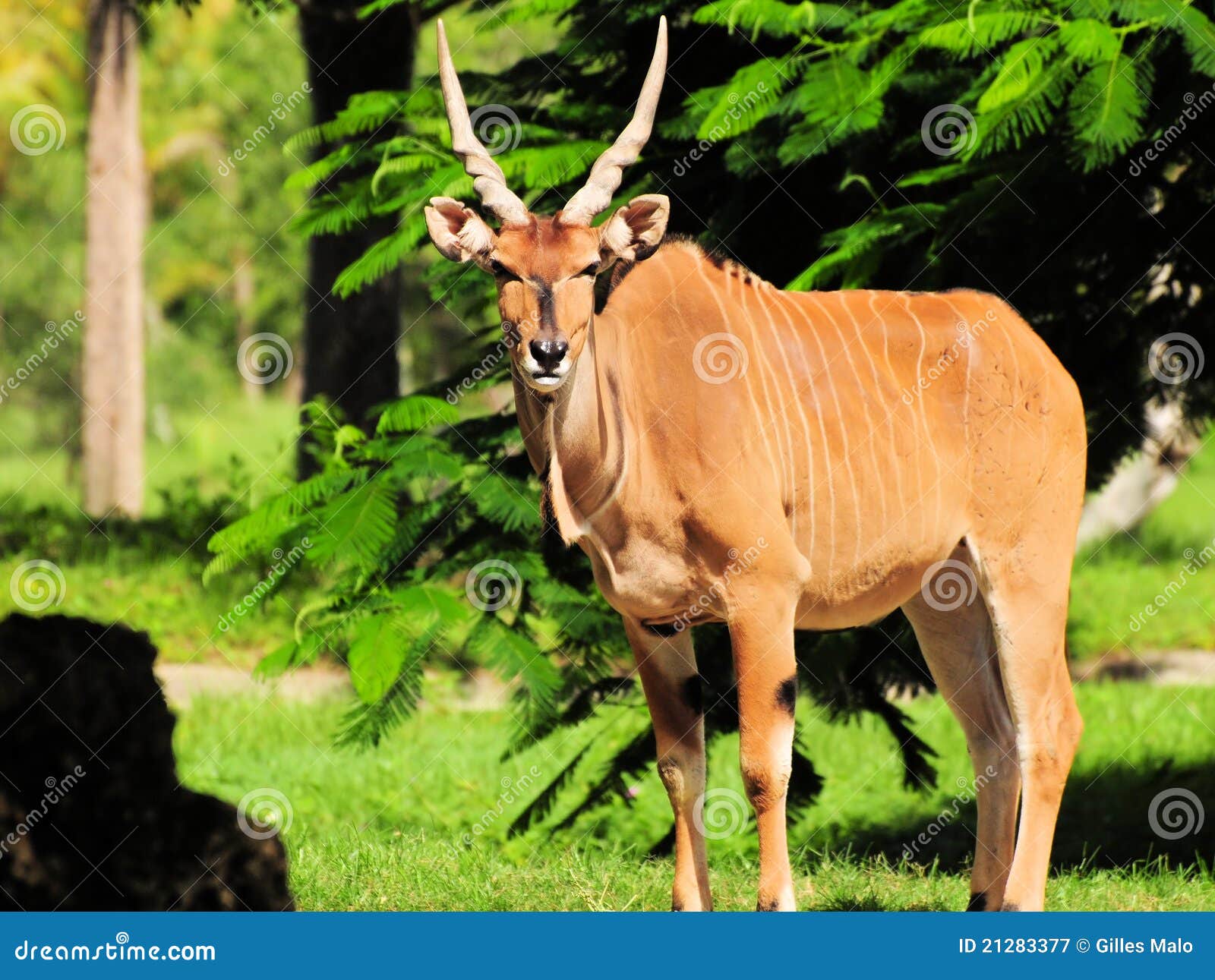 Giant Eland Posing stock image. Image of outdoors, antelopes - 21283377