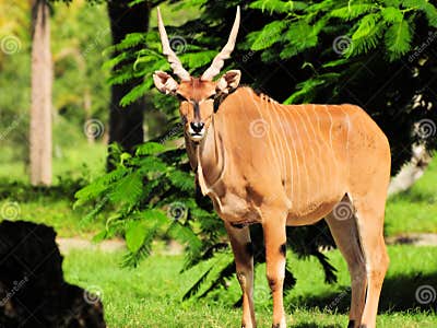 Giant Eland Posing stock image. Image of outdoors, antelopes - 21283377