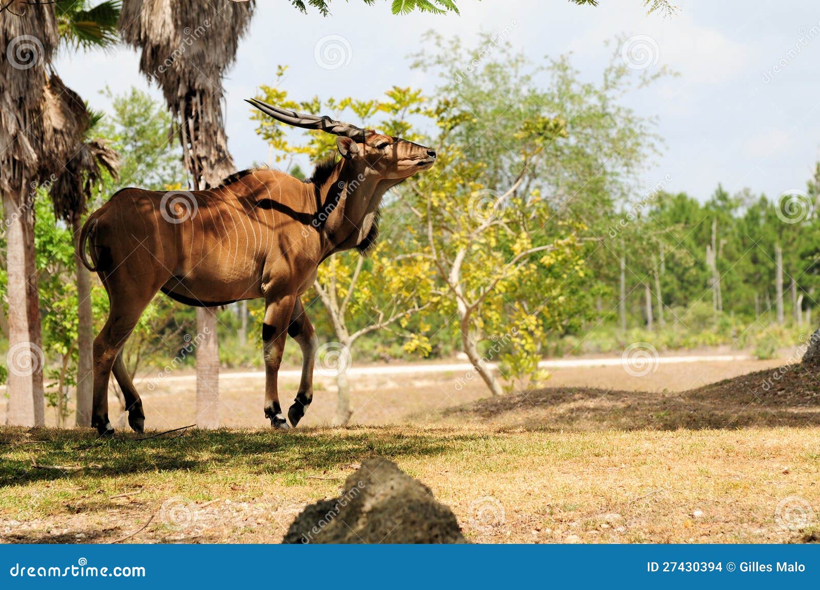 Giant eland walking stock photo. Image of antelopes, nature - 27430394