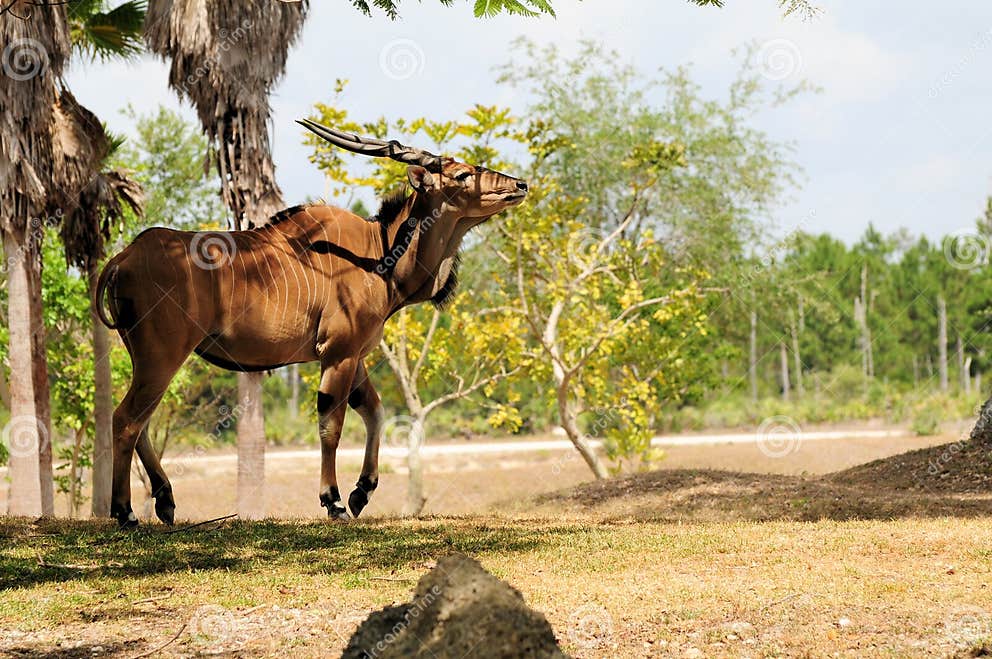 Giant eland walking stock photo. Image of antelopes, nature - 27430394