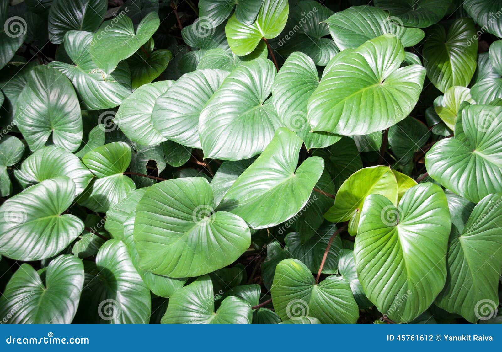 Giant elephant ear leaf stock photo. Image of fresh, natural - 45761612