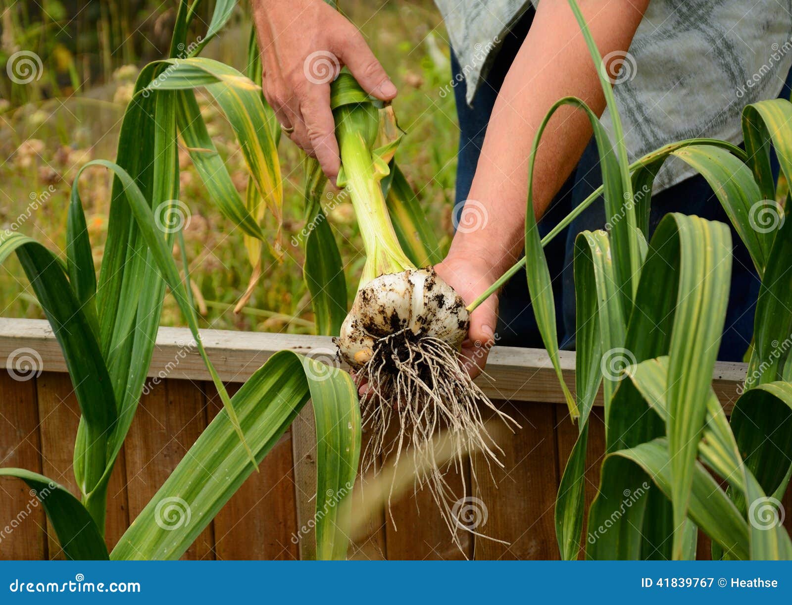 Giant (elephant) garlic stock image. Image of grown, hand - 41839767