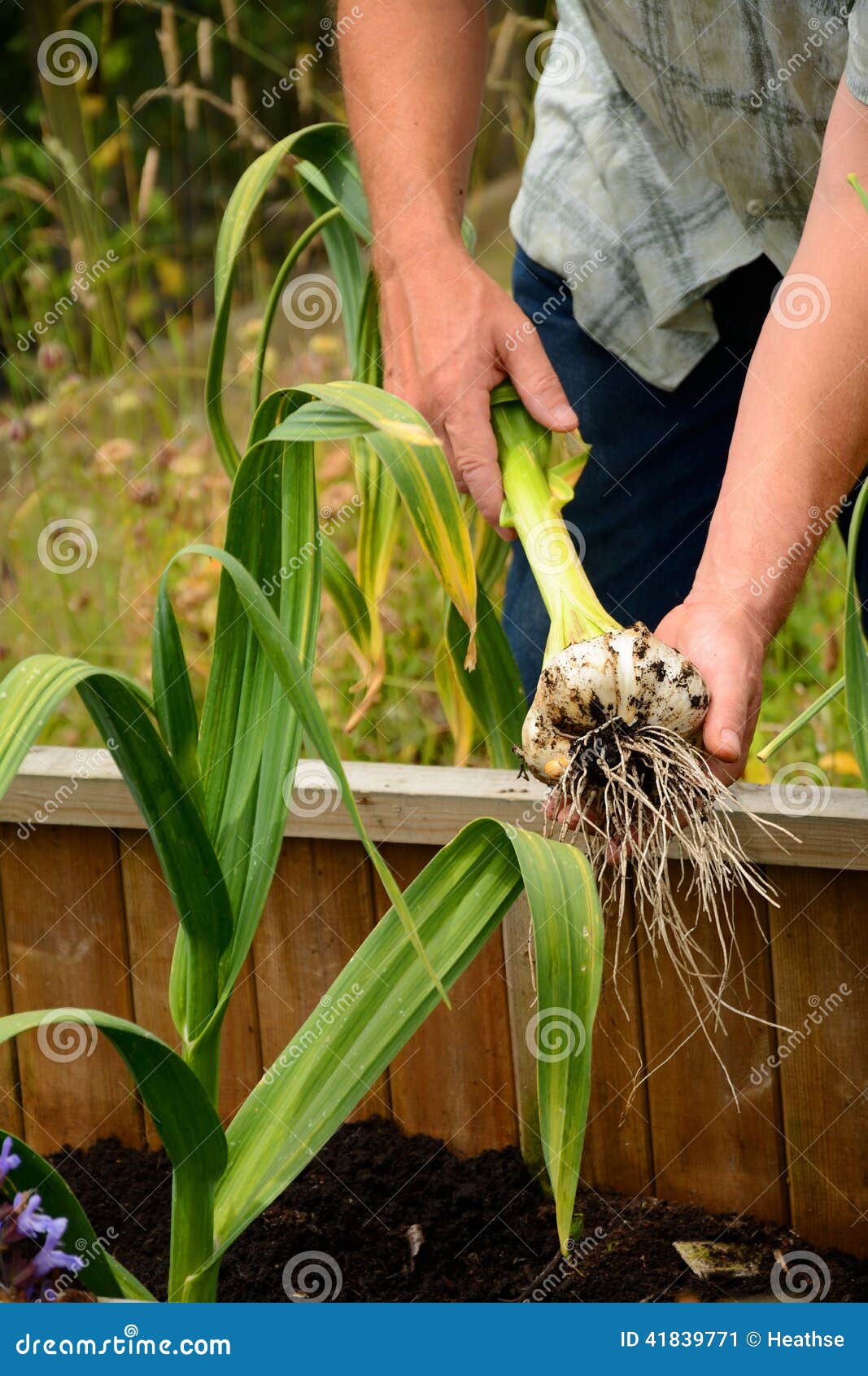 Giant (elephant) garlic stock image. Image of mans, elephant - 41839771