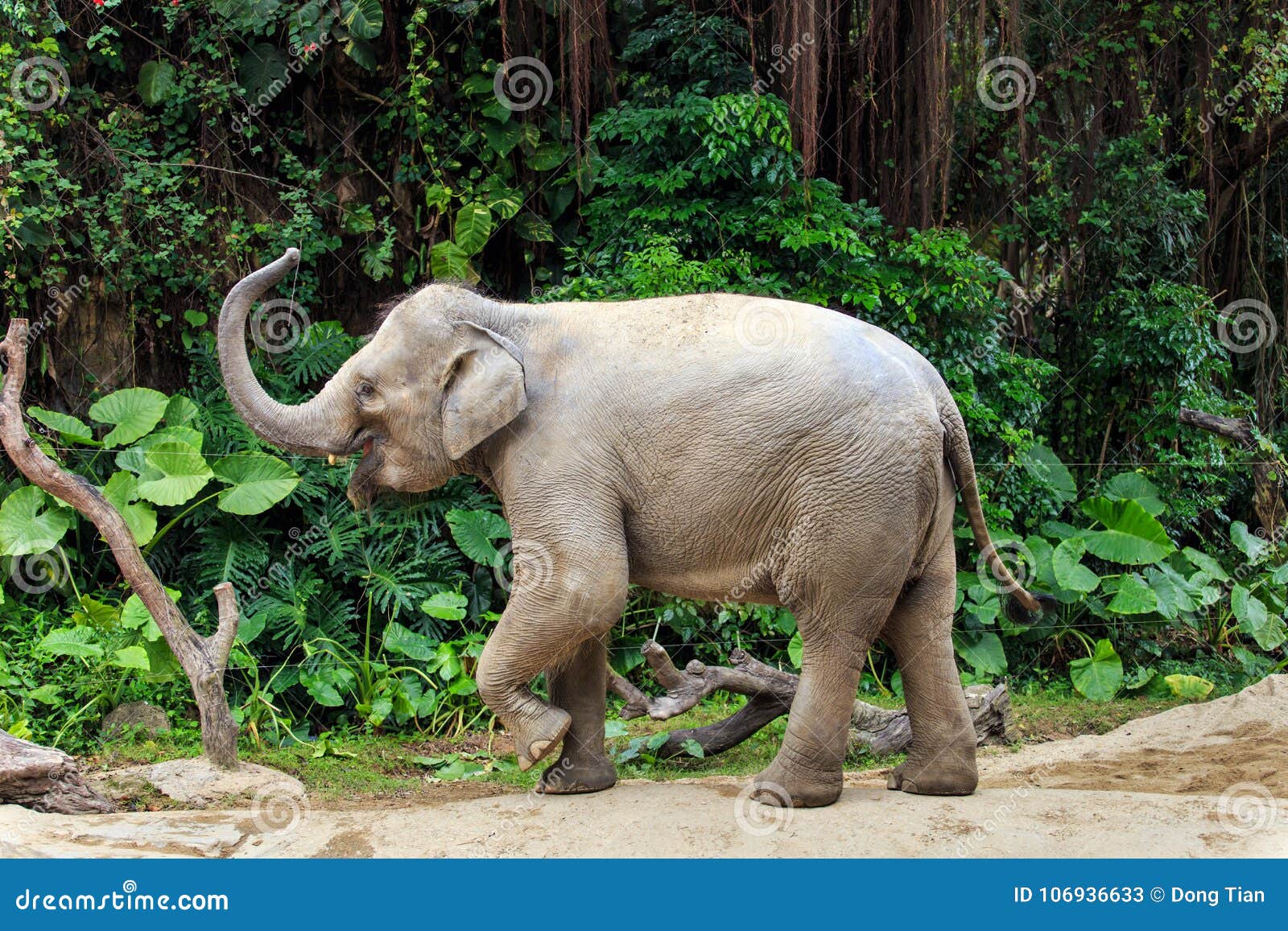 Giant elephant stock image. Image of lung, giant, plants - 106936633