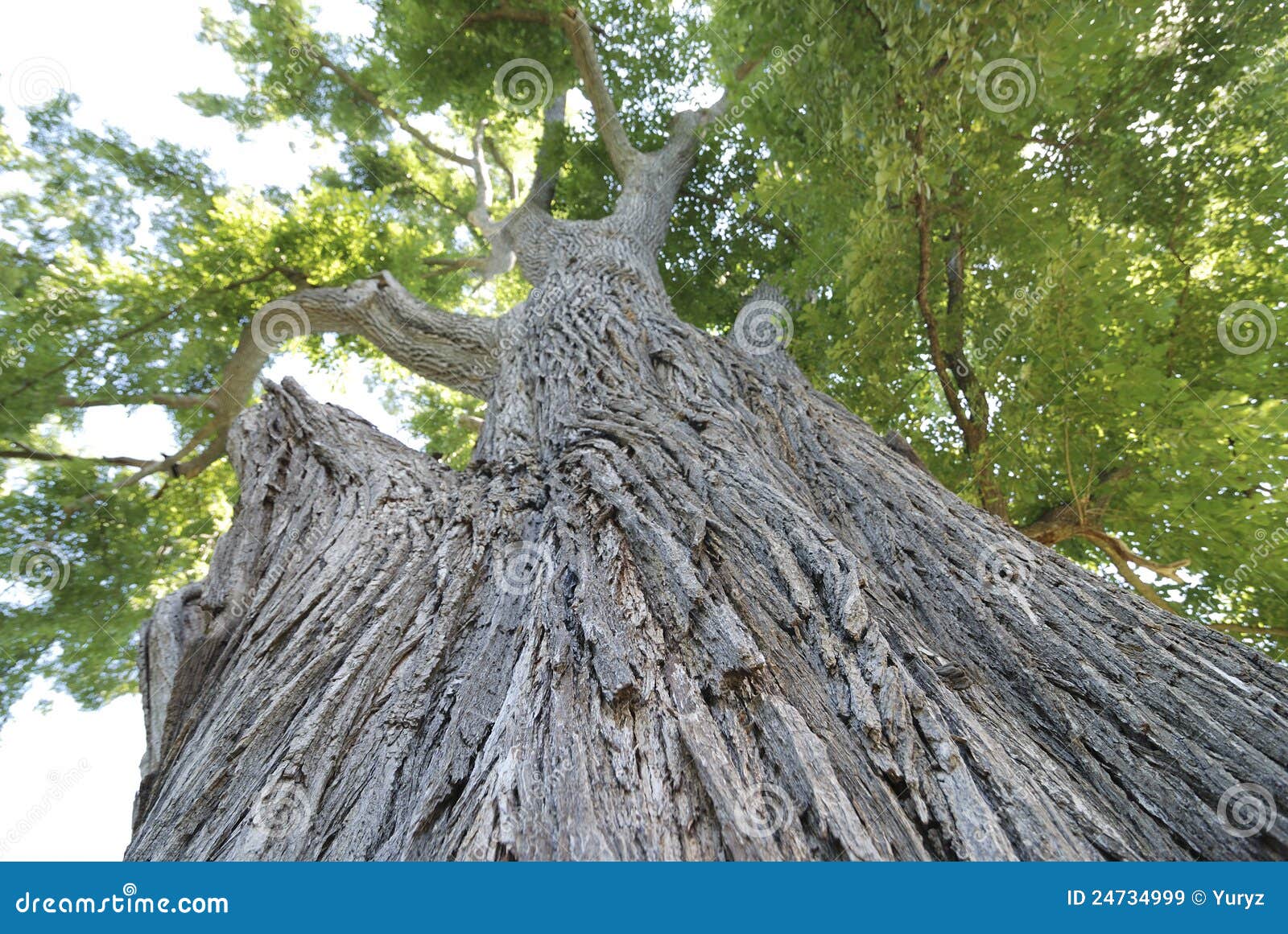 Giant elm tree stock image. Image of flora, forest, wood - 24734999