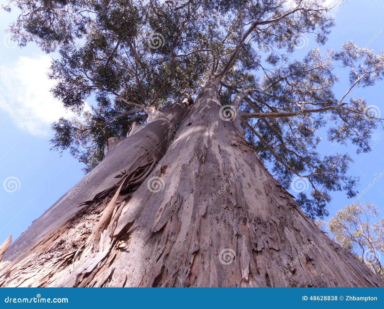 Giant Eucalyptus gum tree stock photo. Image of bark - 48628838