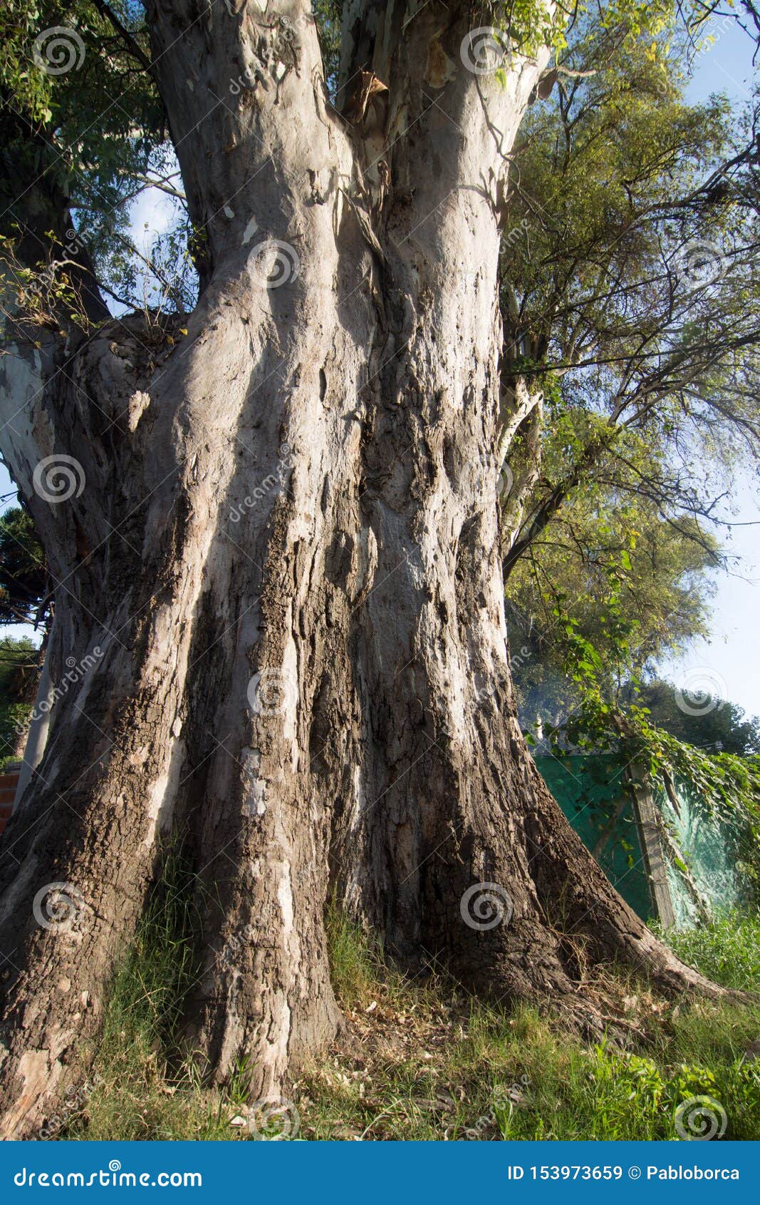 Giant Eucalyptus Tree Trunk Stock Image - Image of weird, trunk: 153973659