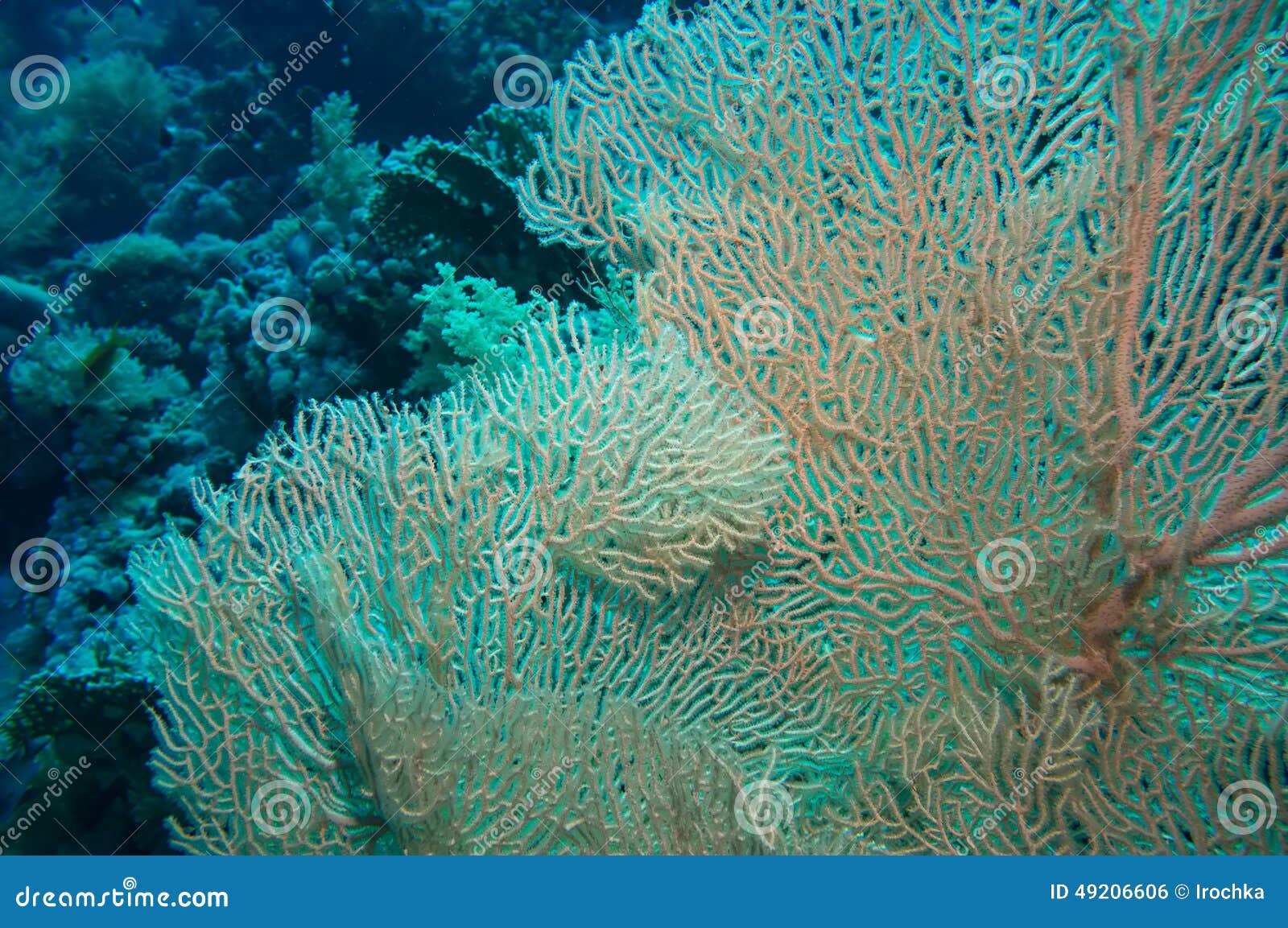 Giant Fan (gorgonian) in the Current Stock Photo - Image of environment ...