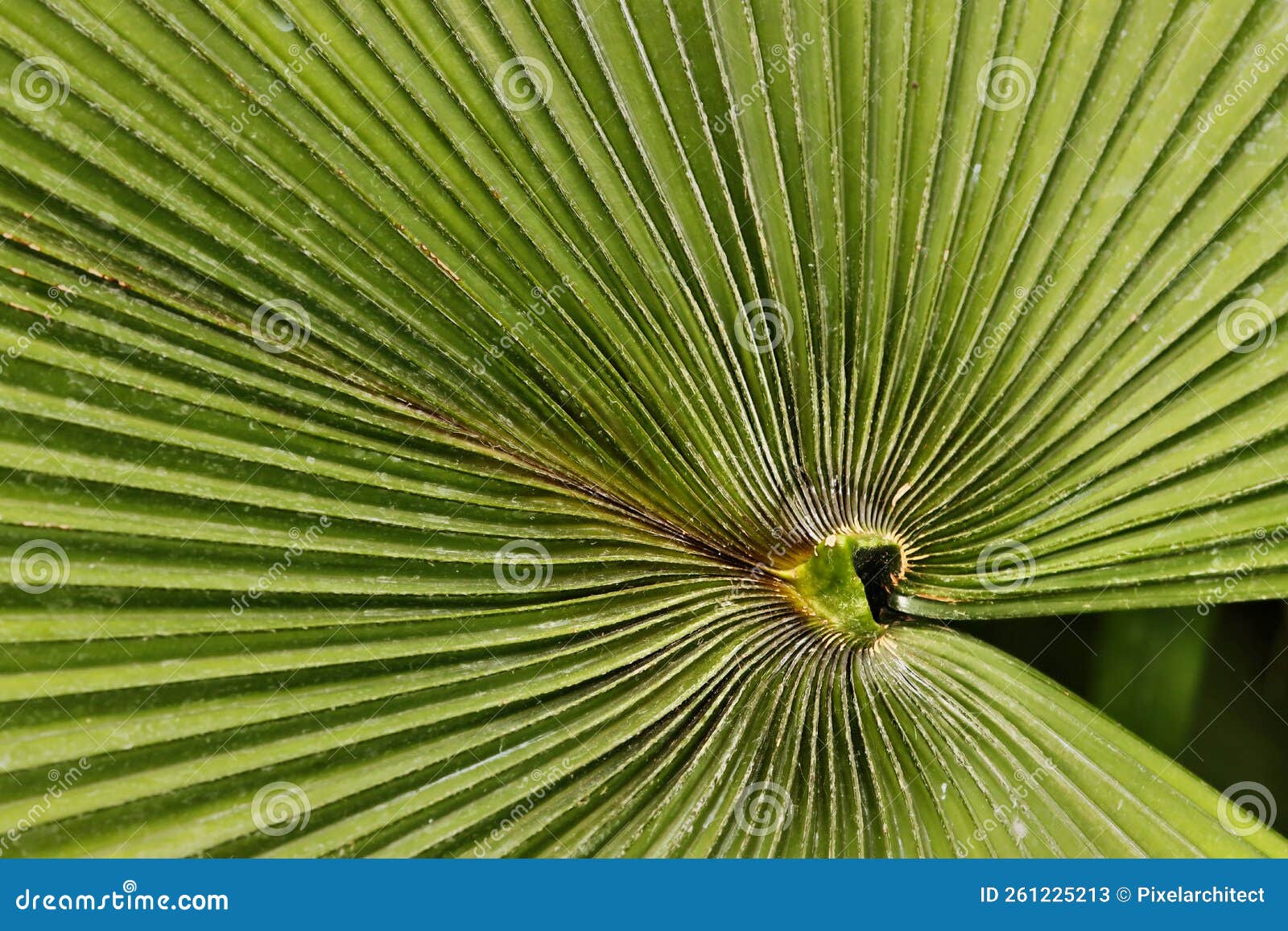 Giant Fan Shaped Leaf stock image. Image of folded, macro - 261225213