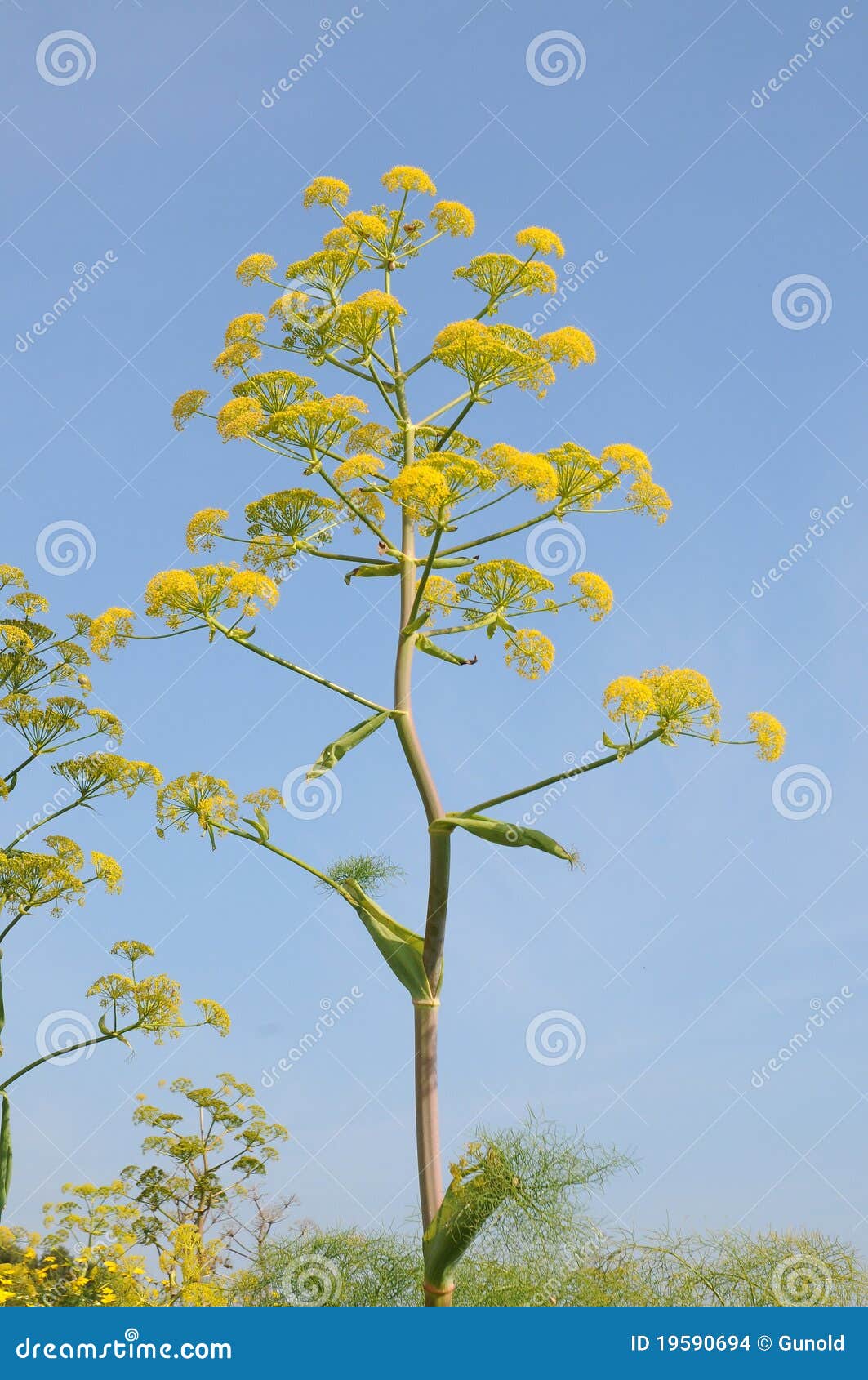 Giant fennel stock photo. Image of giant, plants, herb - 19590694