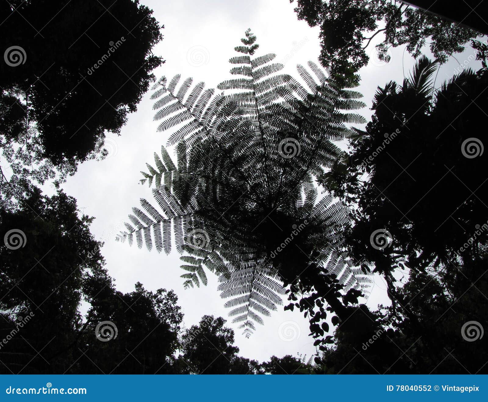 Giant Fern High Sky Stock Photos - Free & Royalty-Free Stock Photos ...
