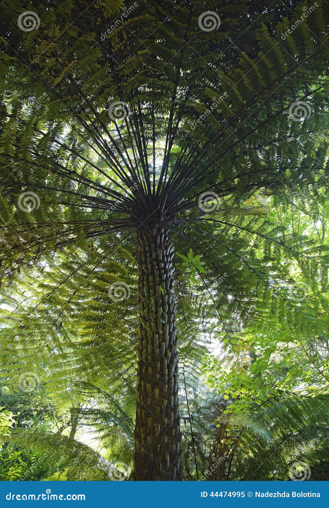 Giant fern in Sintra park stock image. Image of giant - 44474995