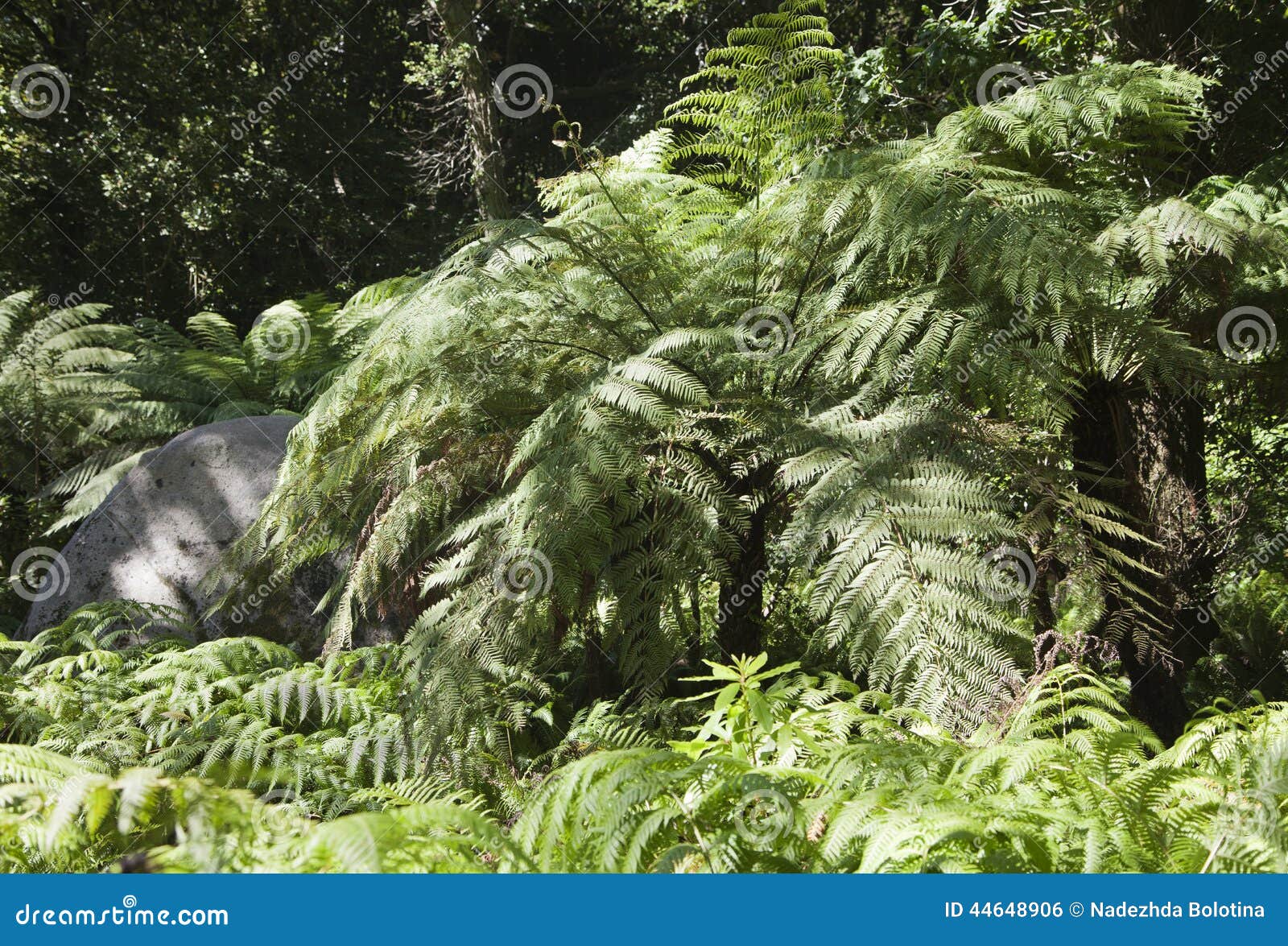 Giant fern in Sintra park stock photo. Image of outdoors - 44648906