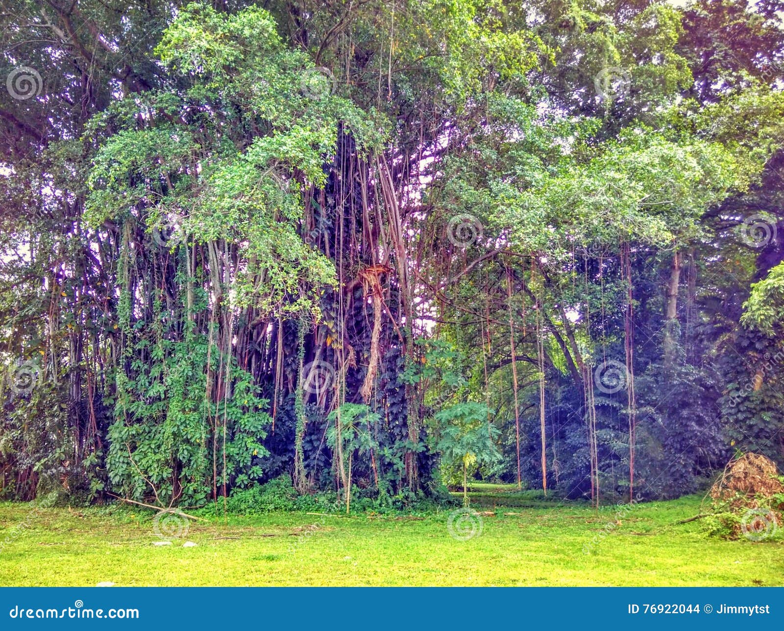 Giant fig tree stock photo. Image of clearing, giant - 76922044