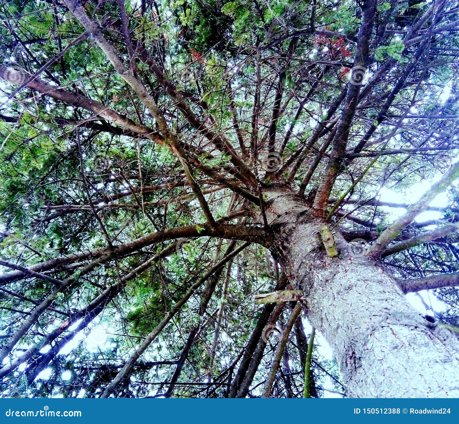Giant Fir Tree from below stock photo. Image of wood - 150512388