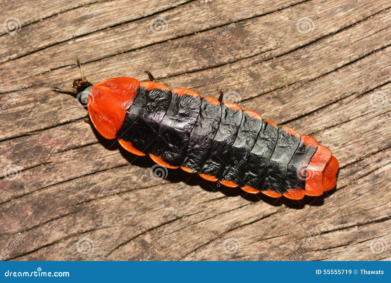 Giant Firefly stock image. Image of freedom, lantern - 55555719