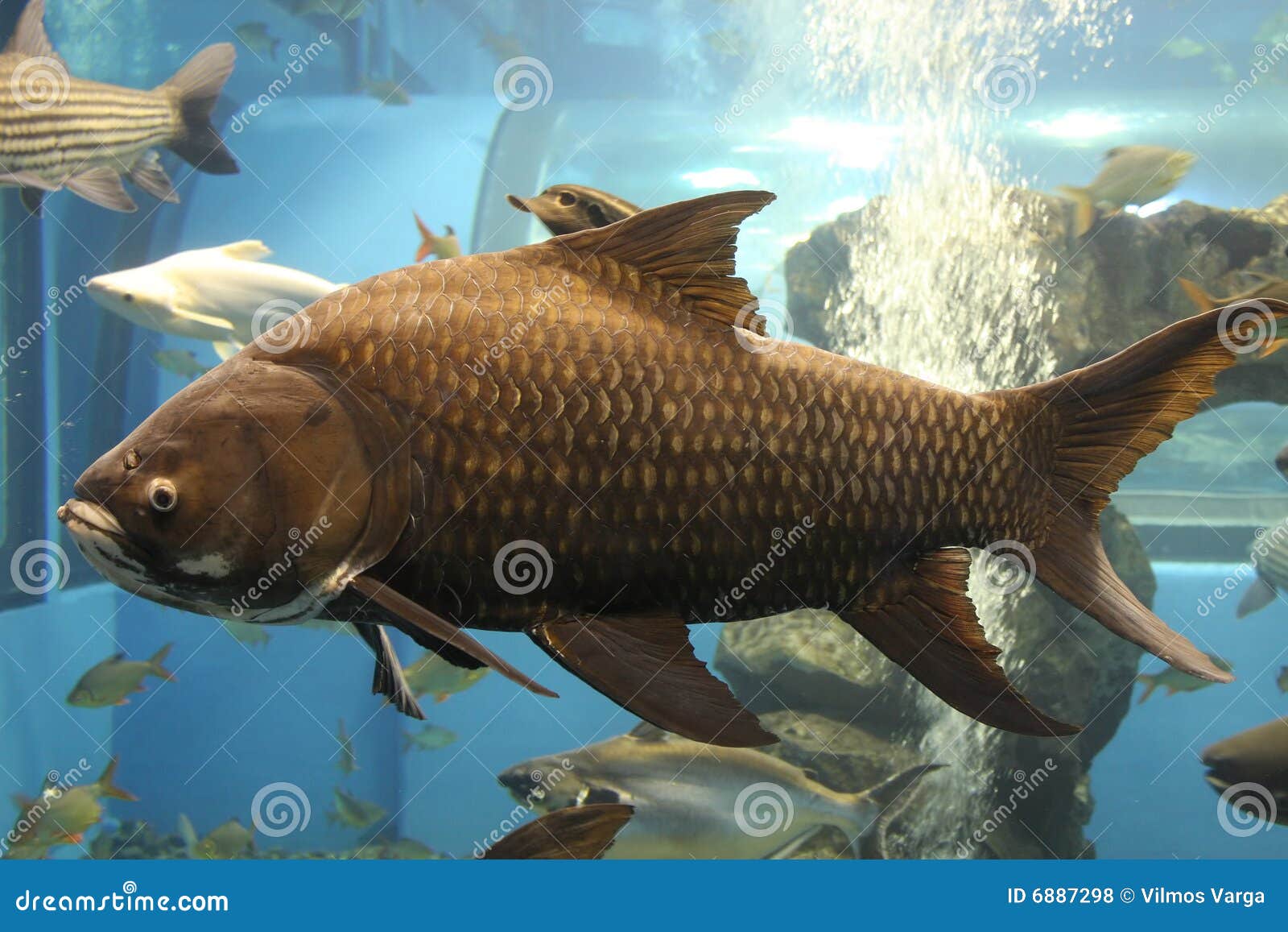 Giant Fish stock photo. Image of marine, shrimp, catfish - 6887298