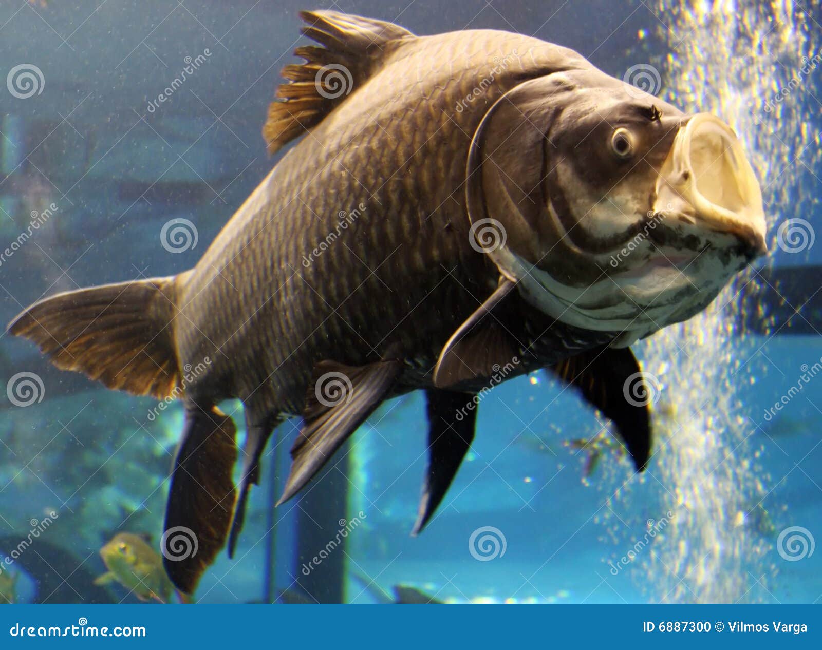 Giant Fish stock photo. Image of clown, ocean, animal - 6887300