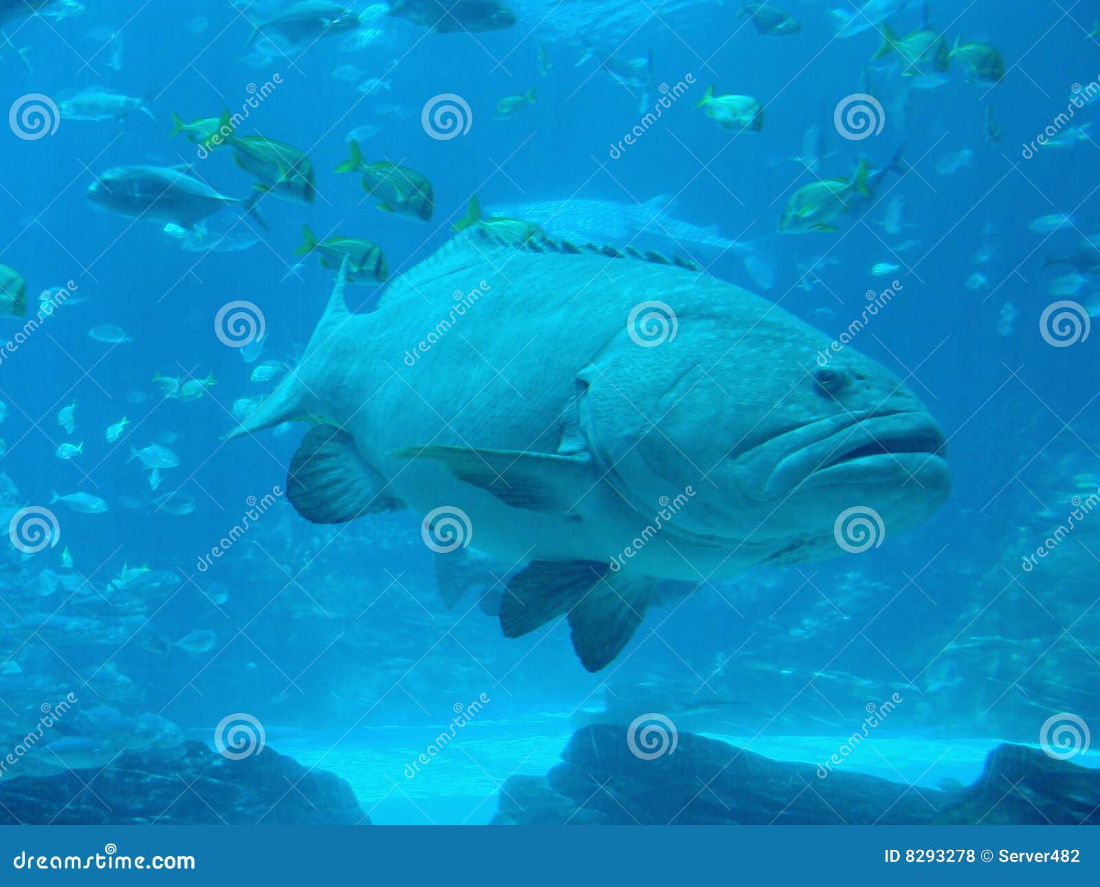 Giant fish stock photo. Image of giant, fish, aquatic - 8293278