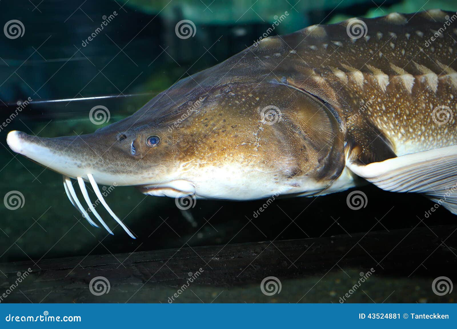 Giant fish stock image. Image of freshwater, blue, wave - 43524881