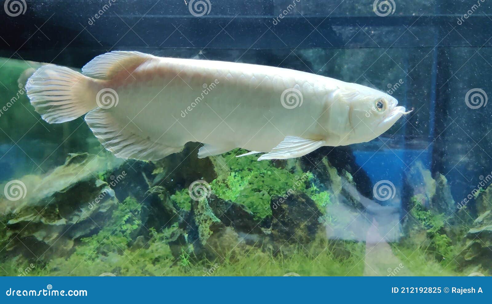 Giant Fish In Dreams