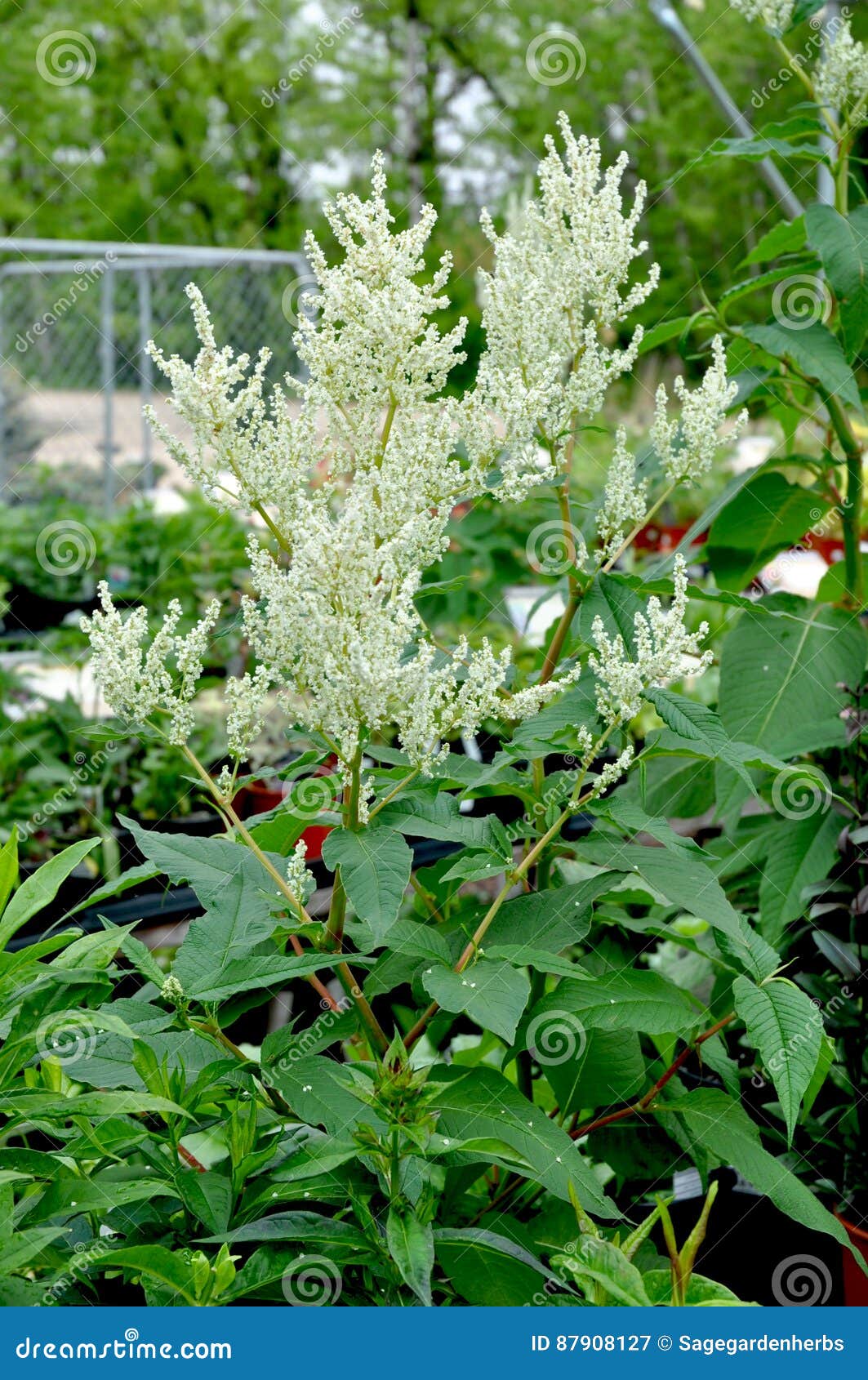 Giant Fleeceflower Persicaria Polymorpha Stock Image - Image of ...